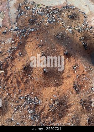Red Imported Fire Ants (Solenopsis invicta Stock Photo - Alamy