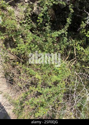 thorn trees (Vachellia), Plantae, Saint Peter, MS Stock Photo - Alamy