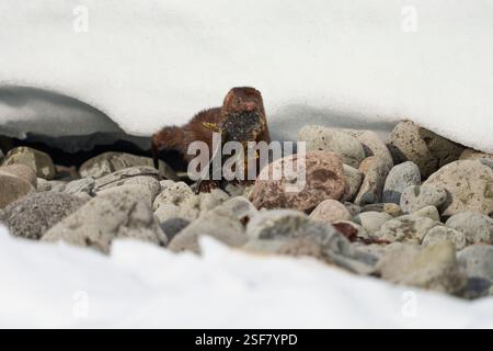 American mink (Neogale vison) with shorthorn sculpin (Myoxocephalus ...