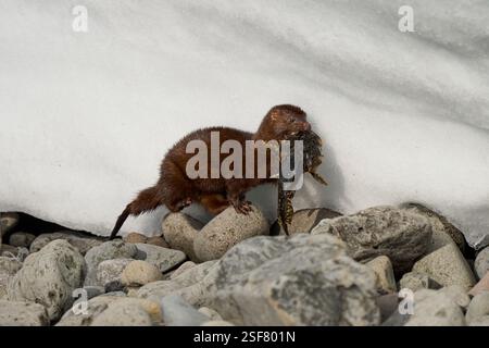 American mink (Neogale vison) with shorthorn sculpin (Myoxocephalus ...