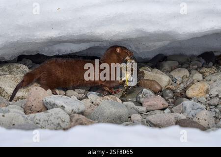 American mink (Neogale vison) with shorthorn sculpin (Myoxocephalus ...