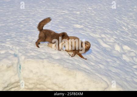 Male blue morph Arctic fox (Vulpes lagopus) in winter coat ...