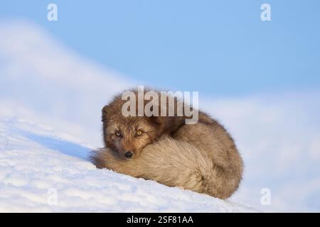 Male blue morph Arctic fox (Vulpes lagopus) in winter coat ...