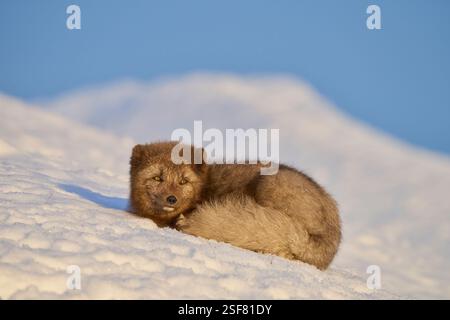 Male blue morph Arctic fox (Vulpes lagopus) in winter coat ...