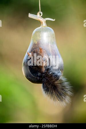 Grey Squirrel cheeky photo Stock Photo - Alamy