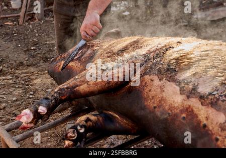 domestic pig traditionally slaughtered in a farm in Romania Stock Photo ...