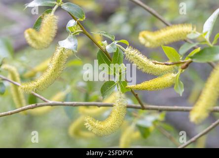 Salix pentandra, the bay willow, yellow male catkins at the beginning ...