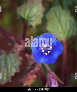 A closeup of the Phacelia campanularia, desert bluebells Stock Photo ...