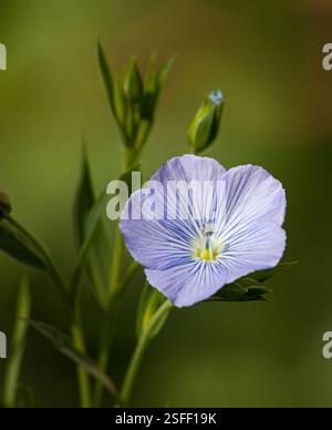 Lewis flax (Linum lewisii Stock Photo - Alamy
