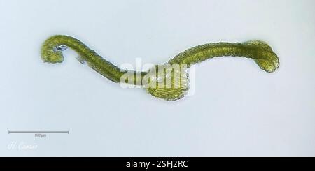 Awl-leaved Screw-moss (Tortula subulata), Plantae, Ourense, España, On ...
