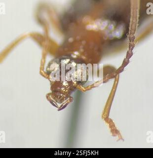 (Statira), Insecta, Lincoln, NE, US, 6mm Stock Photo - Alamy