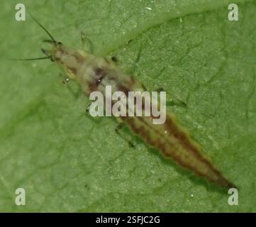Brown Lacewings (Hemerobiidae), Insecta, Wynyard TAS 7325, Australia ...