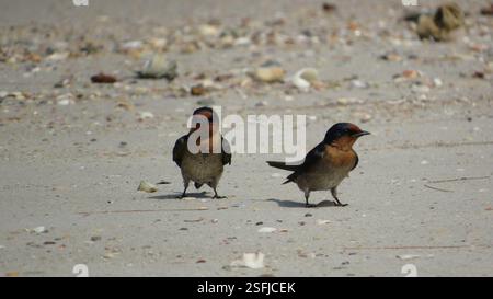 Pacific Swallow (Hirundo javanica), Aves, Краби, Таиланд Stock Photo ...