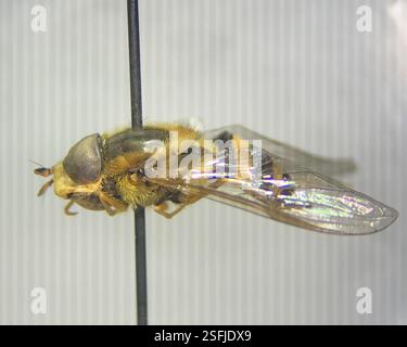 Hover Flies (Syrphidae), Insecta, Indian Cave State Park, Nemaha, NE ...