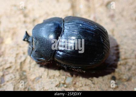 (Copris elphenor), Insecta, Sabiepark, Sabie Park, 1260, South Africa ...