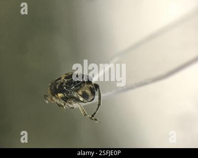 (Bruchus affinis), Insecta, Capitale-Nationale, QC, Canada Stock Photo ...