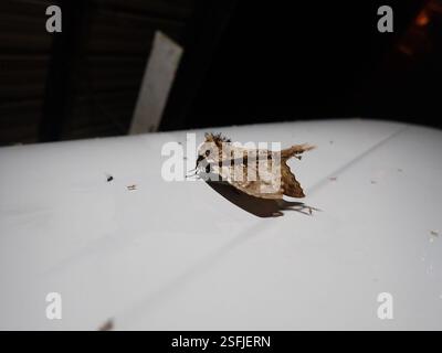 (Dudusa), Insecta, Lahad Datu, Sabah, Malaysia Stock Photo - Alamy