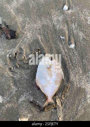 Ponyfishes (Leiognathidae), Actinopterygii, Хуахин, Таиланд Stock Photo ...