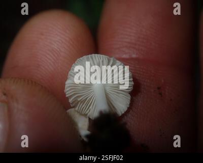 (Termitomyces microcarpus), Fungi, Ehlanzeni District Municipality ...