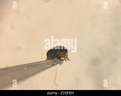 (Epitrix pubescens), Insecta, Neufchâtel, Québec, QC, Canada Stock ...