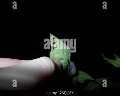 Insects (Insecta), Insecta, Lahad Datu, Sabah, Malaysia Stock Photo - Alamy