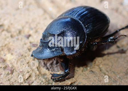 (Copris elphenor), Insecta, Sabiepark, Sabie Park, 1260, South Africa ...