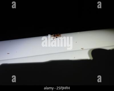 Spider Wasps (Pompilidae), Insecta, Lahad Datu, Sabah, Malaysia, love ...