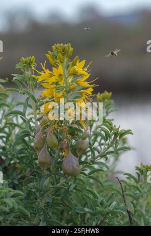 Bladderpod (Cleomella arborea), Plantae, Torrance, CA, USA Stock Photo ...