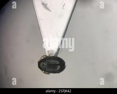 (Epitrix pubescens), Insecta, Neufchâtel, Québec, QC, Canada Stock ...