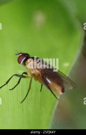 Shoot Flies (Atherigona), Insecta, Stentor 2, Ehlanzeni, South Africa ...