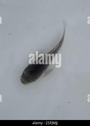 Southern Stargazer (Astroscopus y-graecum), Actinopterygii, Lydia Ann ...