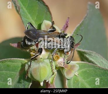 (Liris), Insecta, Santo Antão, Cape Verde, CV Stock Photo - Alamy