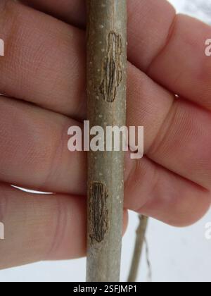 butternut canker (Ophiognomonia clavigignenti-juglandacearum), Fungi ...