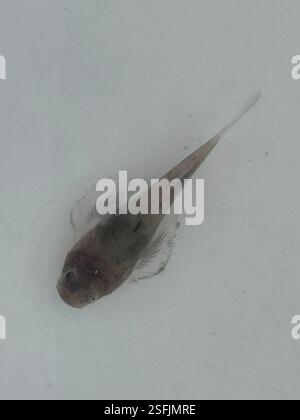 Southern Stargazer (Astroscopus y-graecum), Actinopterygii, Lydia Ann ...