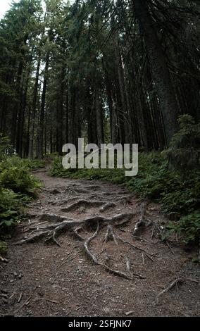 The twisted roots of the trees have surfaced along the forest trail ...