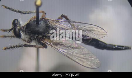 Hammertails (Efferia), Insecta, Ponca State Park, Ponca, NE, US, 21mm ...