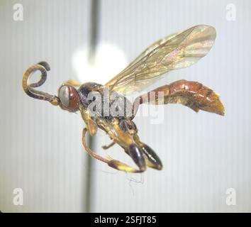 Ichneumonid Wasps (Ichneumonidae), Insecta, Nebraska, US, 8mm Stock ...