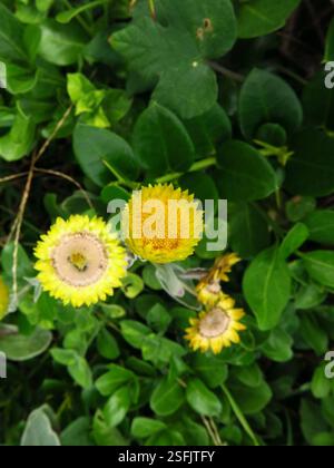 Everlasting-flowers (Helichrysum), Plantae, Leisure Crest, Port Edward ...