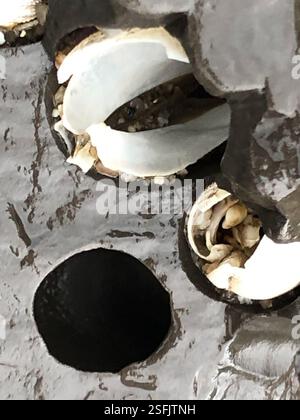 Piddocks and Angelwings (Pholadidae), Mollusca, San Mateo, Golden Gate ...