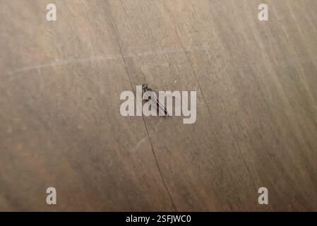 Mayflies (Ephemeroptera), Insecta, 62 Railway Parade, Wentworth Falls ...