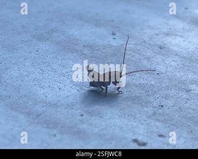 Shieldback Katydids (Tettigoniinae), Insecta, Tuxford St, Los Angeles ...