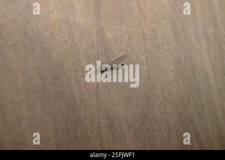 Mayflies (Ephemeroptera), Insecta, 62 Railway Parade, Wentworth Falls ...