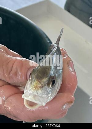 Spot Croaker (Leiostomus xanthurus), Actinopterygii, Lydia Ann Channel ...