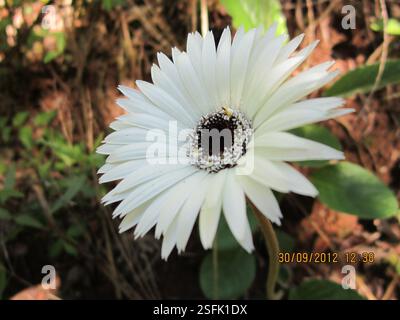 Butter Gerbera (Gerbera ambigua), Plantae, uMgungundlovu District ...