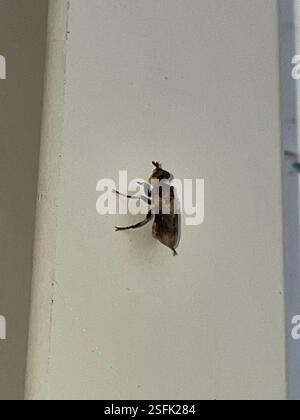 (Myopa), Insecta, Pintail Ln, Natchez, MS, US Stock Photo - Alamy