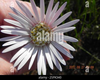 Butter Gerbera (Gerbera ambigua), Plantae, uThukela District ...