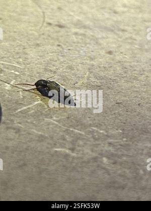 Pasture Wireworm (Monocrepidius exsul), Insecta, Auckland, NZ, click ...