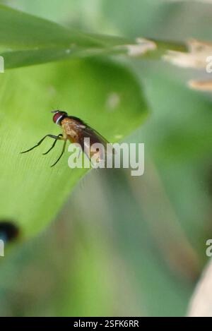 Shoot Flies (Atherigona), Insecta, Stentor 2, Ehlanzeni, South Africa ...