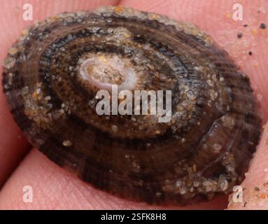 Keyhole Limpets (Fissurellidae), Mollusca, Orange County, CA, USA Stock ...