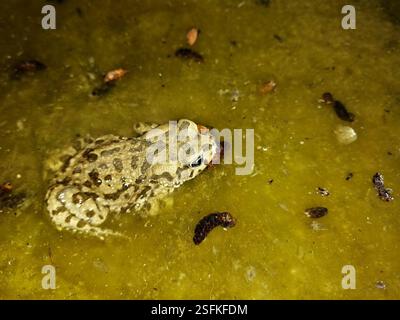 Karoo Toad (Vandijkophrynus gariepensis), Amphibia, Farm Saaidam, South ...
